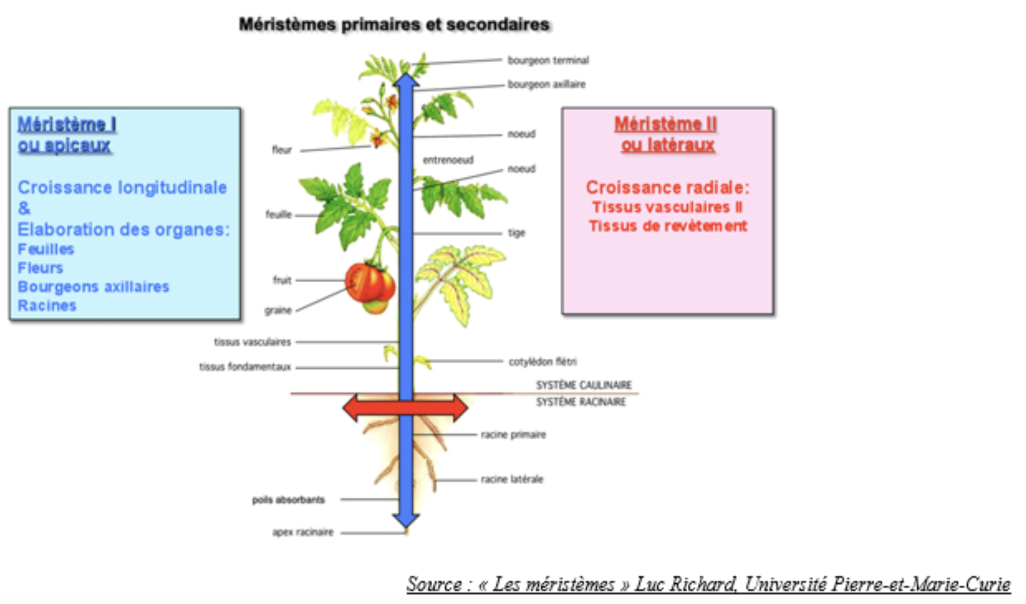 Qu’est-ce que le méristème exactement ? - ADNR Santé